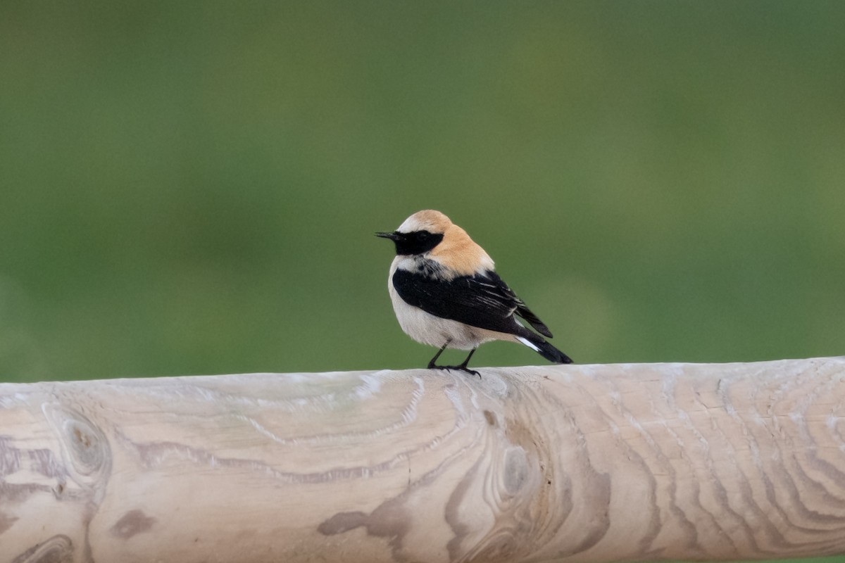 eBird Checklist - 15 Mar 2025 - Sa Barrala (P.N. des Salobrar) - 41 species