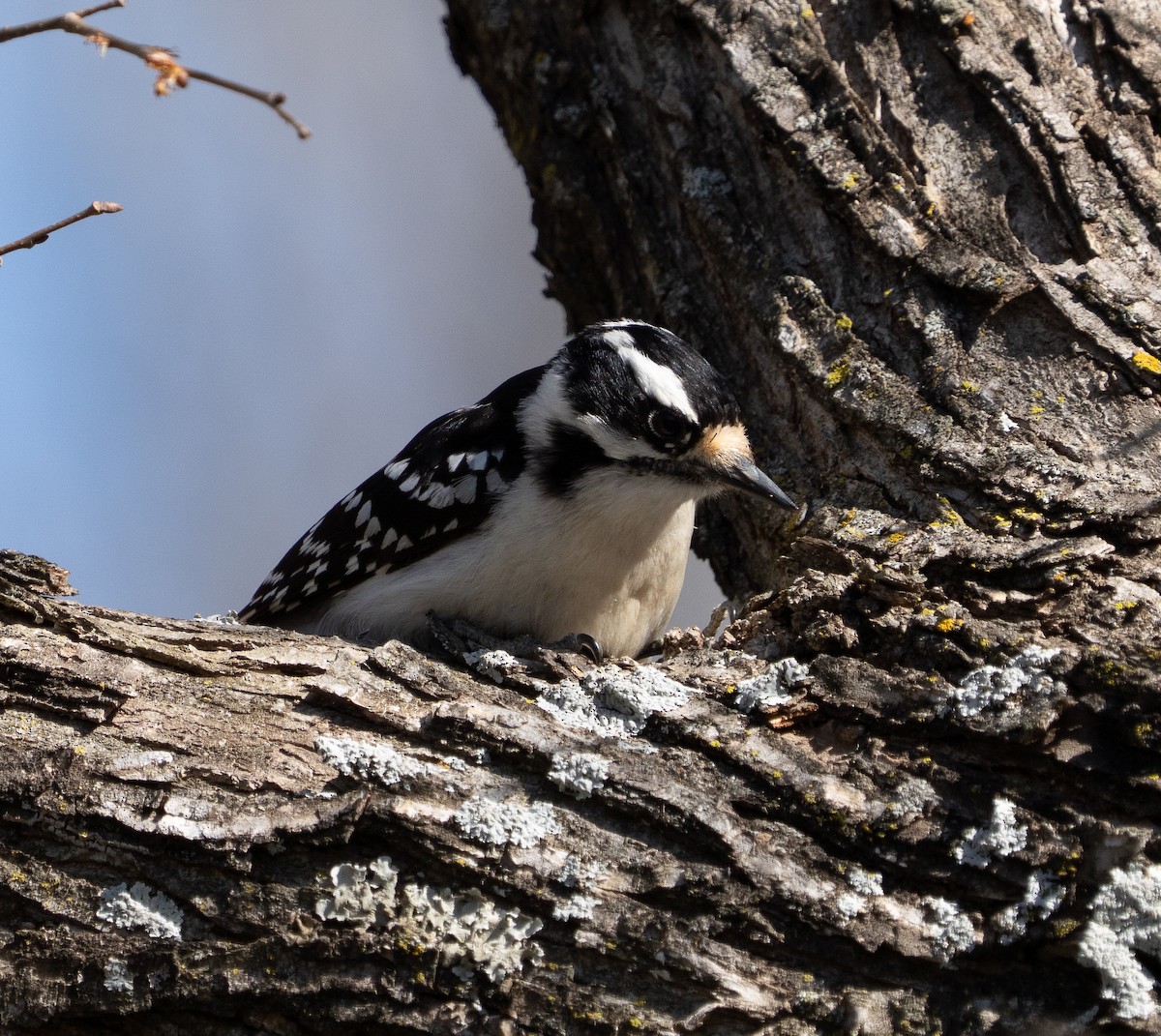 eBird Checklist - 13 Mar 2025 - Hagerman NWR--Meadow Pond Trail - 23 ...
