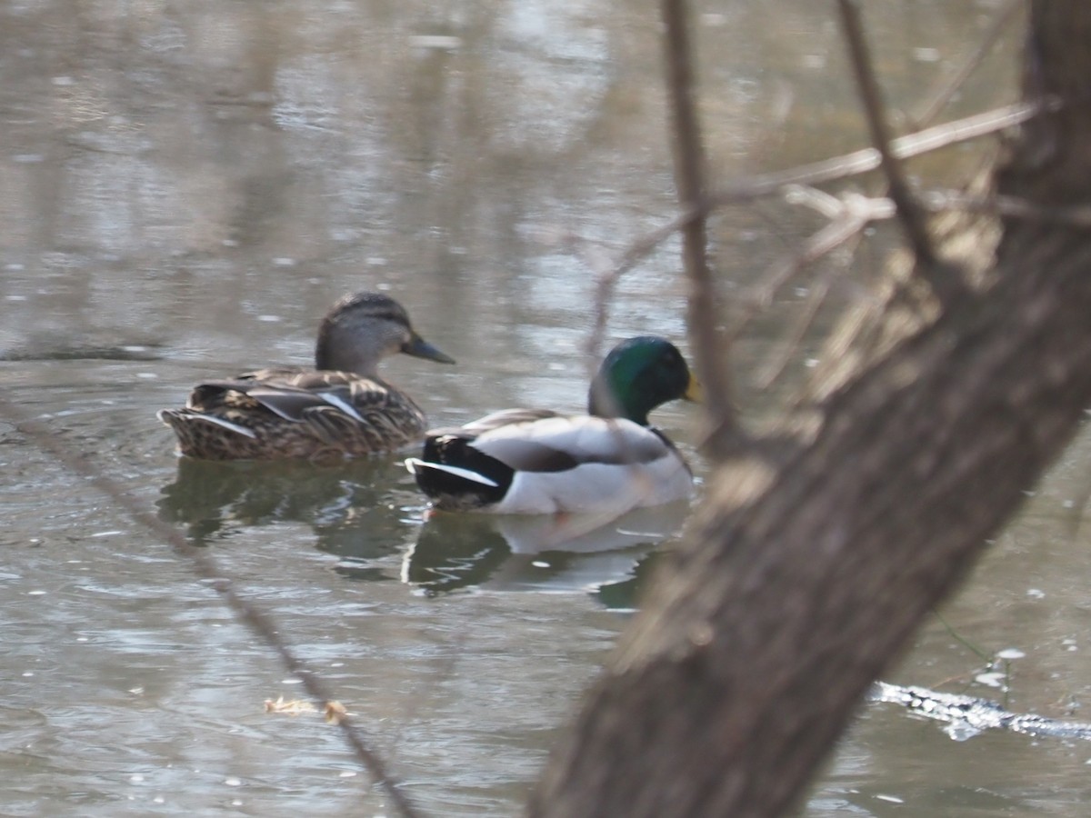 eBird Checklist - 15 Mar 2025 - Canco Woods, Portland - 16 species