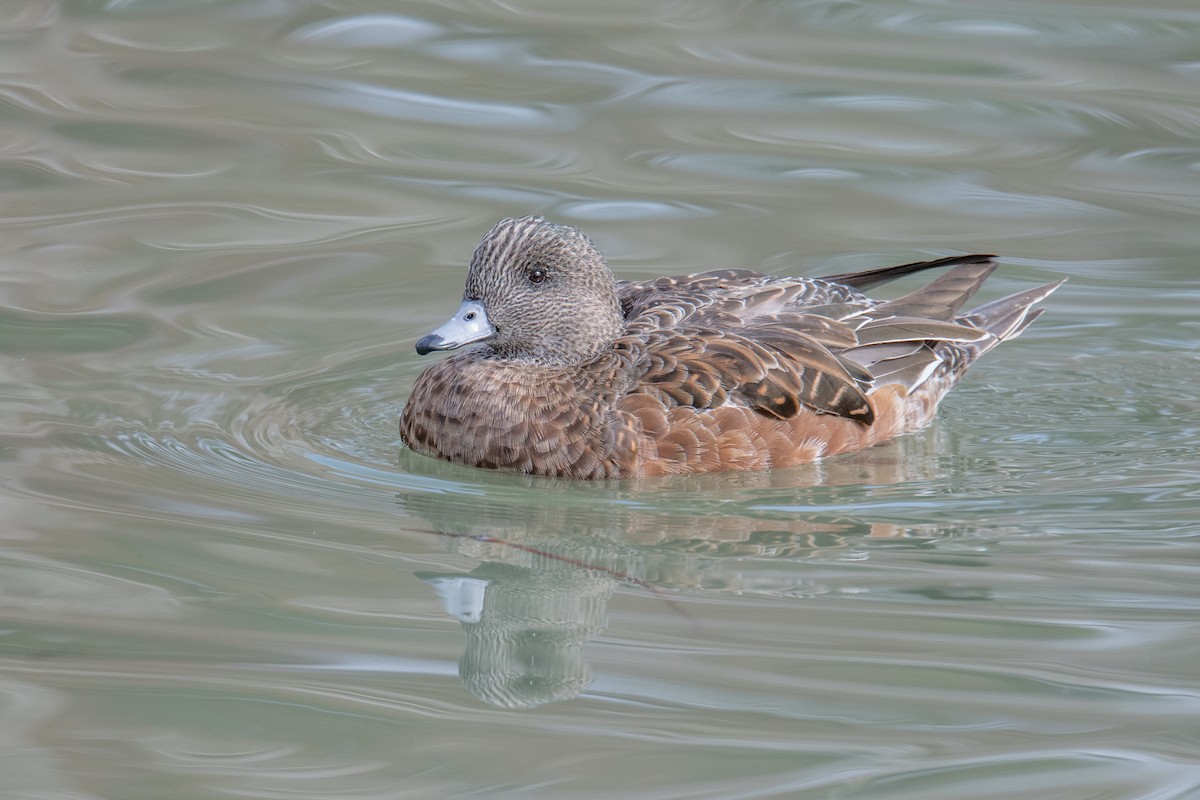 eBird Checklist - 14 Mar 2025 - Caughlin Parkway Trail - 40 species (+2 ...