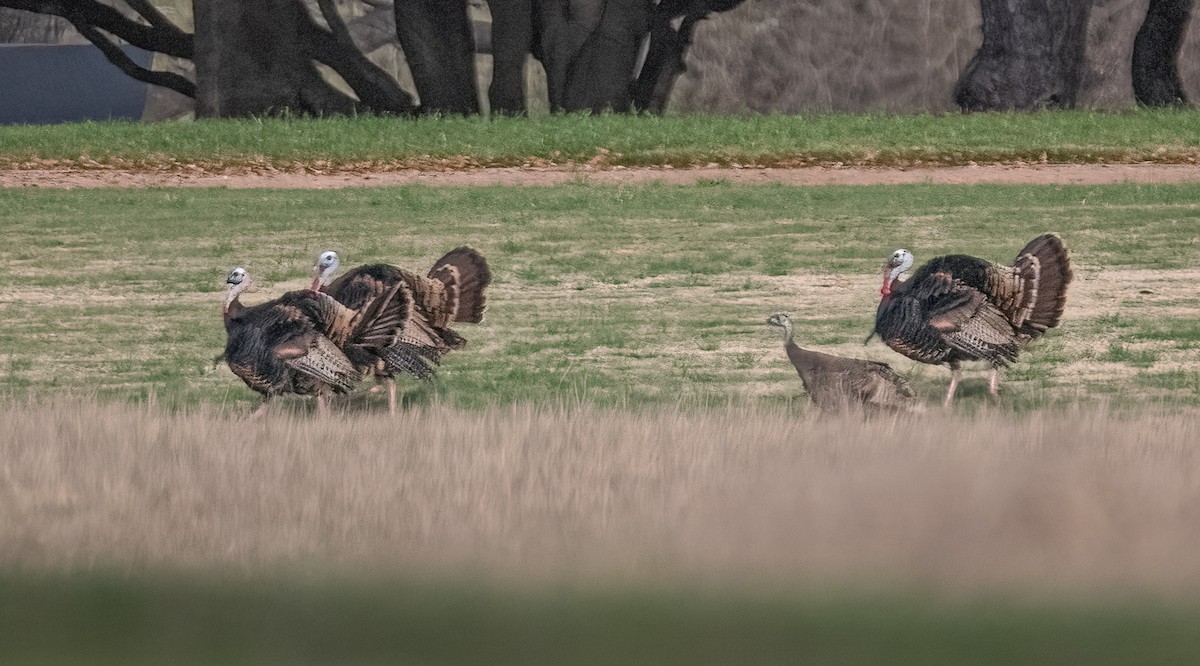 eBird Checklist - 15 Mar 2025 - Commons Ford Ranch Metro Park - 32 species