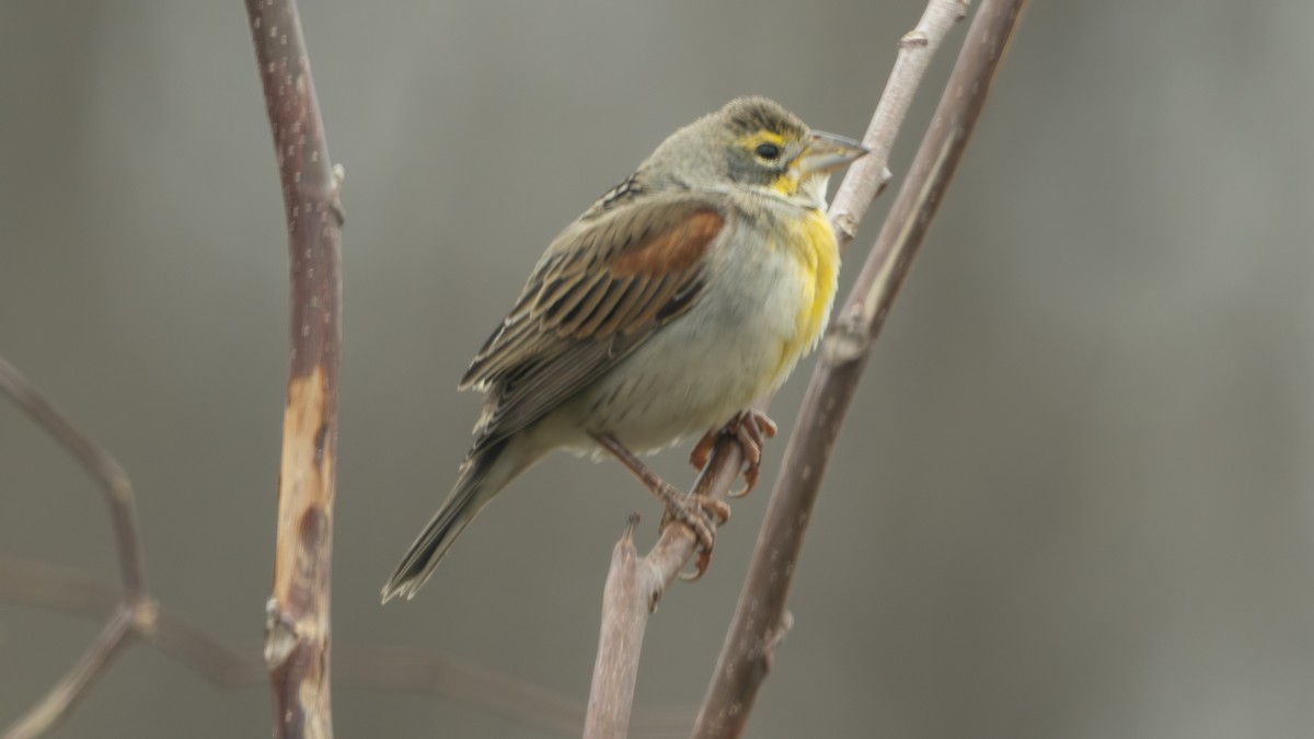 Pennsylvania Bird Atlas Checklist - 15 Mar 2025 - Chez Kloiber - 5 ...