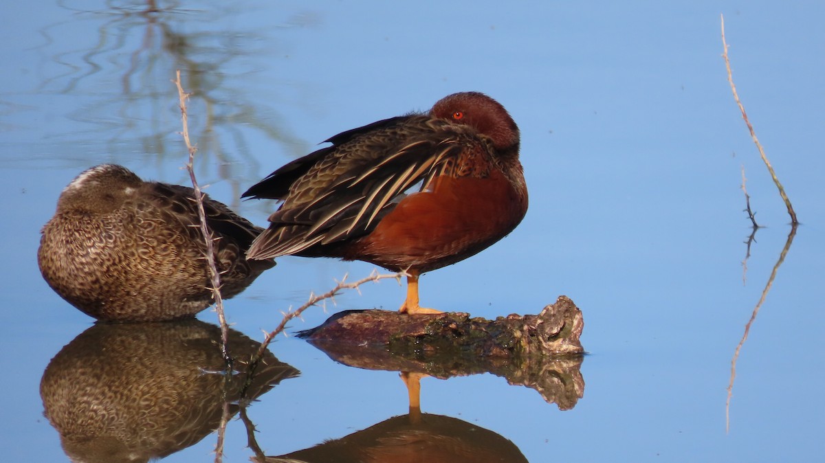 eBird Checklist - 15 Mar 2025 - Riparian Preserve at Gilbert Water ...