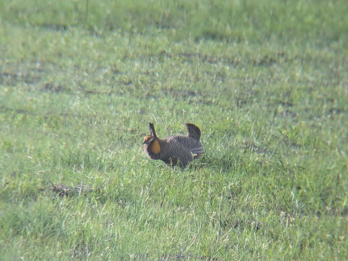 eBird Checklist - 15 Mar 2025 - Attwater Prairie Chicken NWR (CTC 004 ...