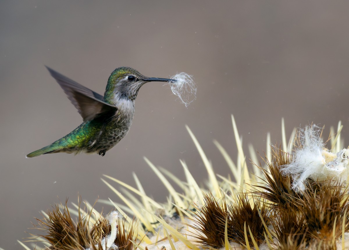 Media Search - Macaulay Library and eBird