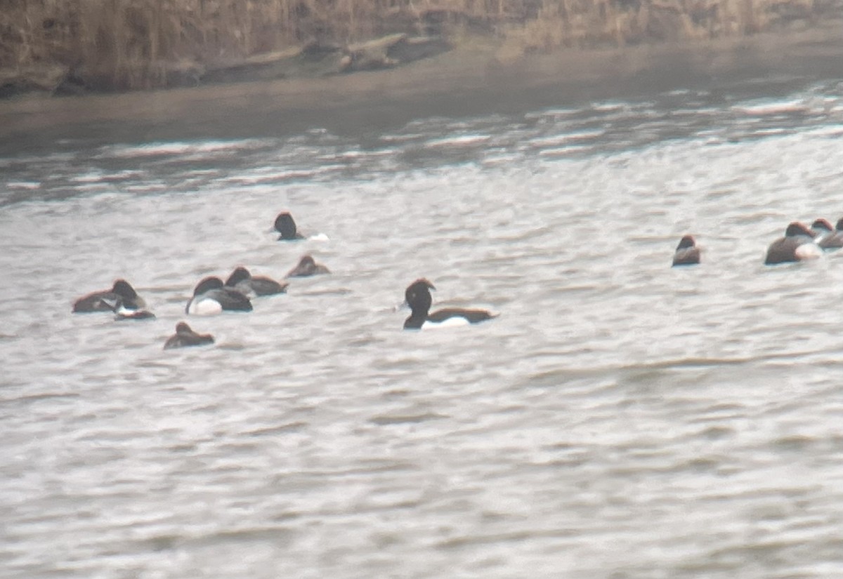 eBird Checklist - 15 Mar 2025 - Todd's Inheritance Historic Site - 22 ...