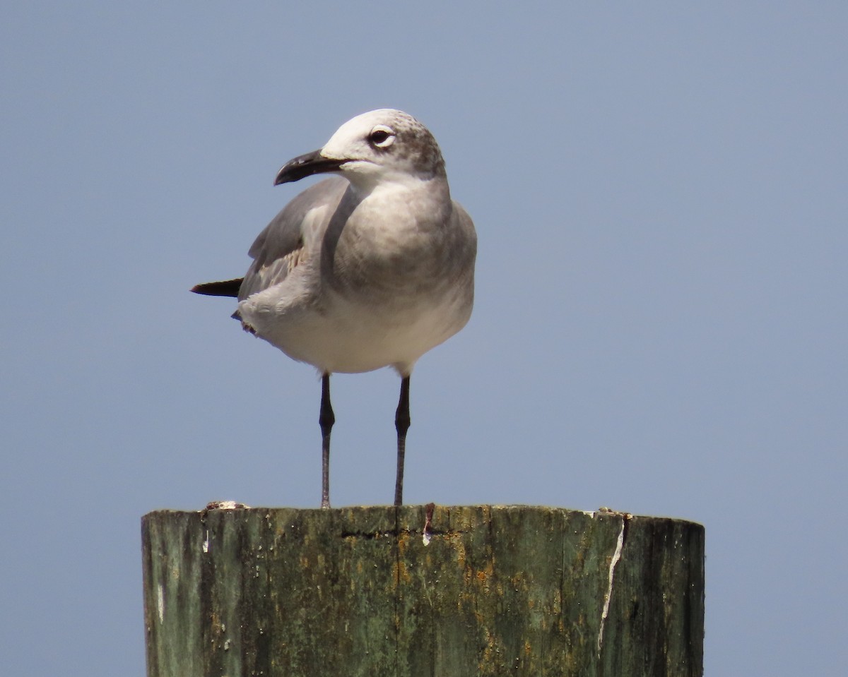 eBird Checklist - 15 Mar 2025 - Pahokee Marina (Lake Okeechobee) - 11 ...