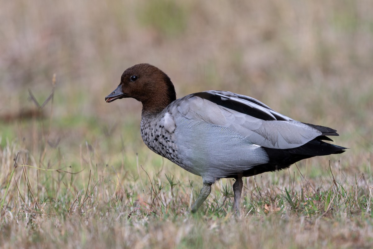 eBird Checklist - 15 Mar 2025 - Cardinia Reservoir Park - 44 species