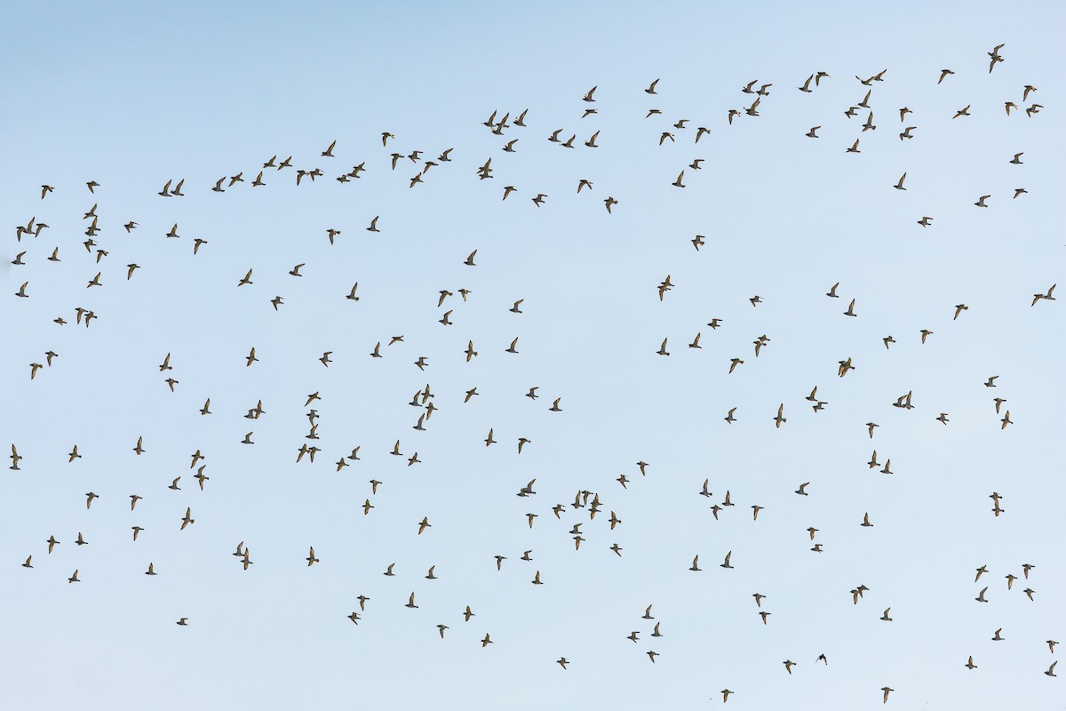 eBird Checklist - 8 Mar 2025 - Vyhlídka na Cihelně a okolní pole - 19 ...