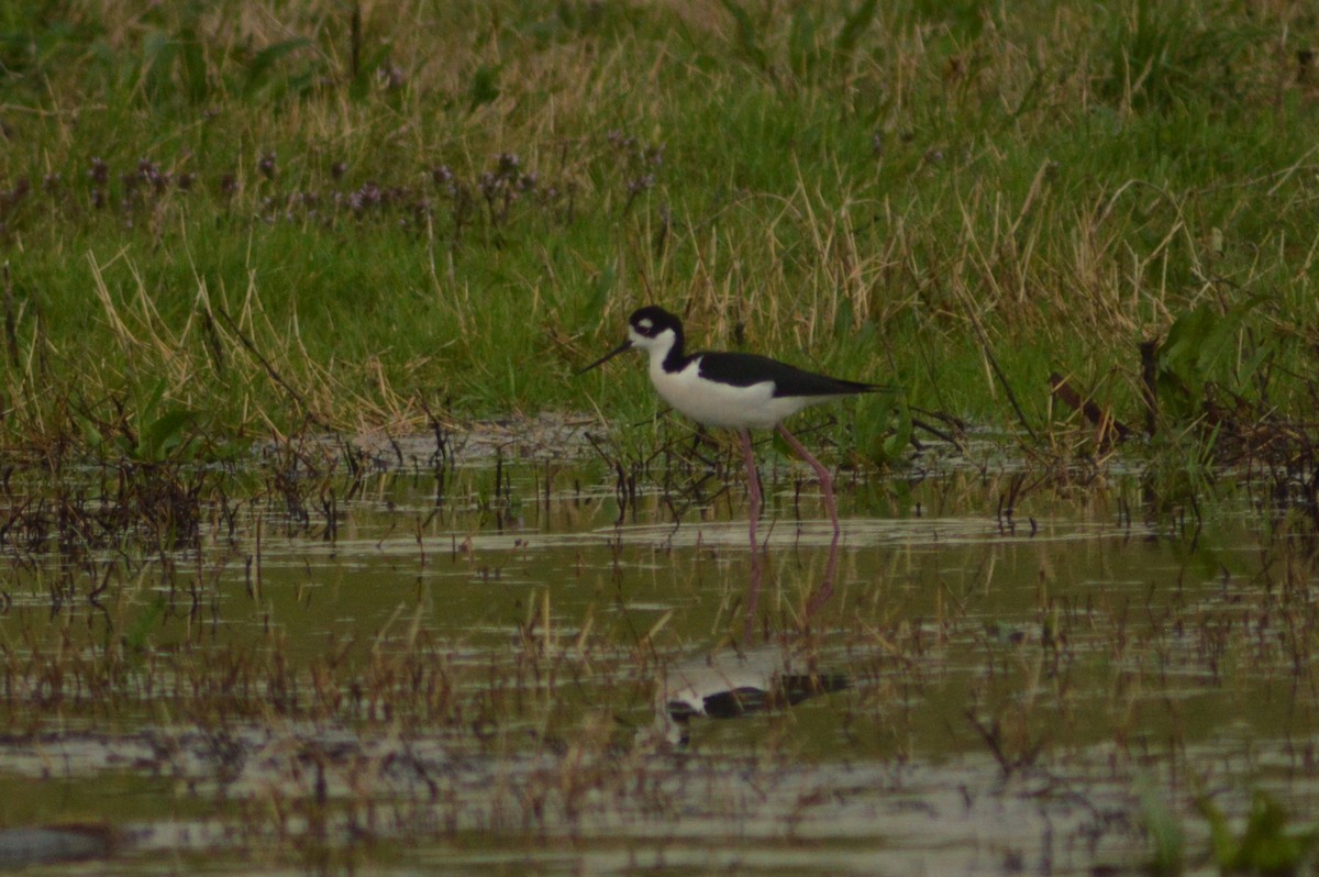 eBird Checklist - 15 Mar 2025 - Maynard C. Stiles WTP - 20 species