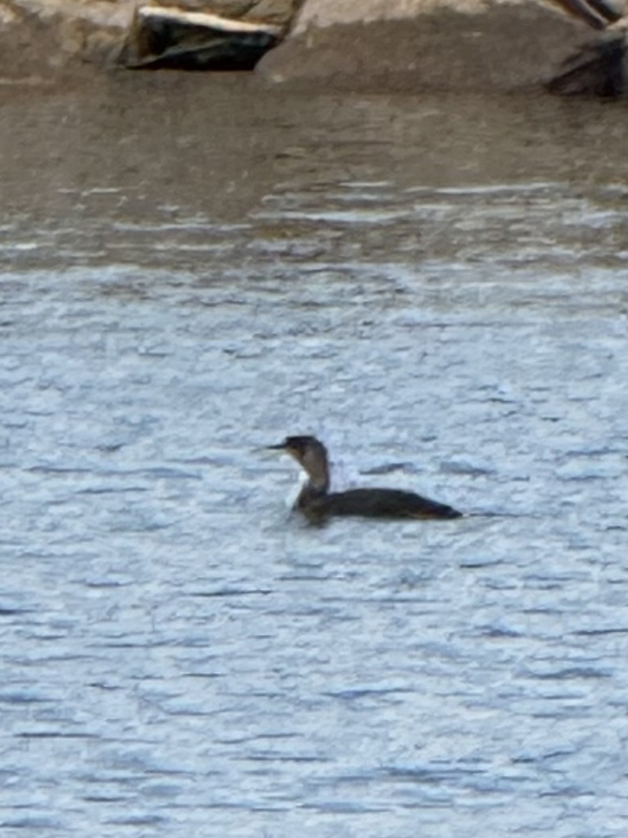 ML632166612 - Common Loon - Macaulay Library