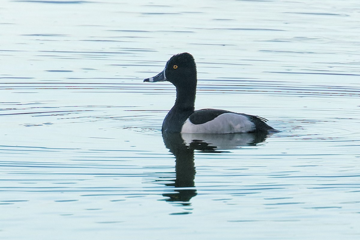 ML632166915 - Ring-necked Duck - Macaulay Library