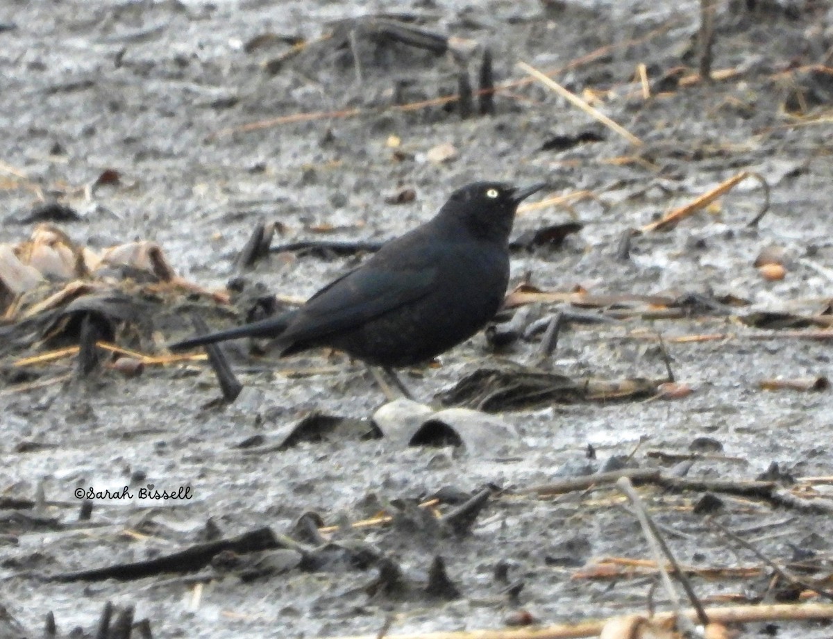 eBird Checklist - 15 Mar 2025 - Cone Marsh WMA - 8 species