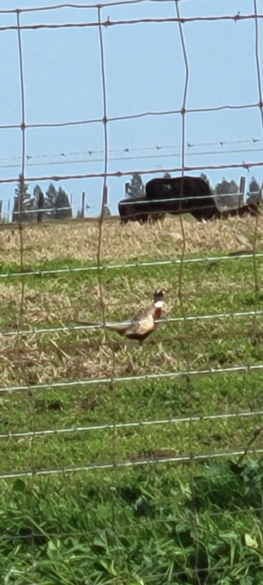 eBird Checklist - 15 Mar 2025 - Bentley Rd.-Claribel Rd. to Patterson ...