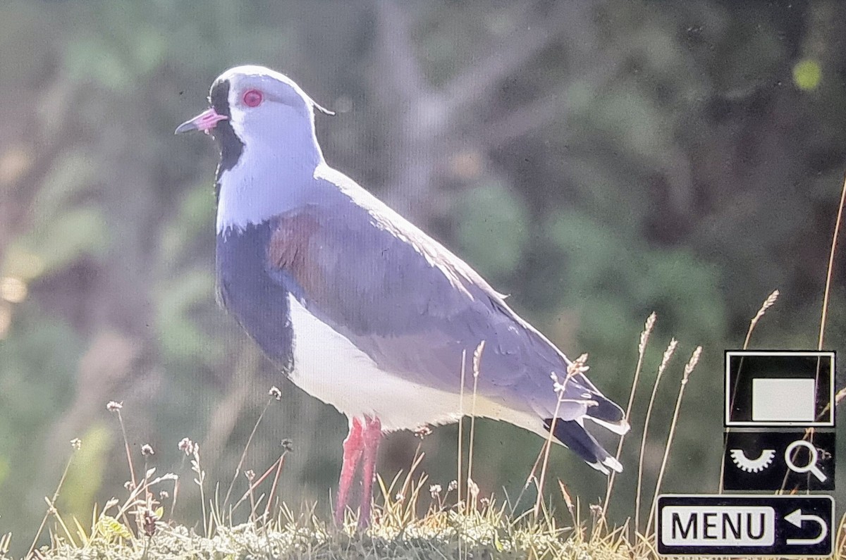 eBird Checklist - 15 Mar 2025 - PN Tierra del Fuego--Río Pipo - 11 species