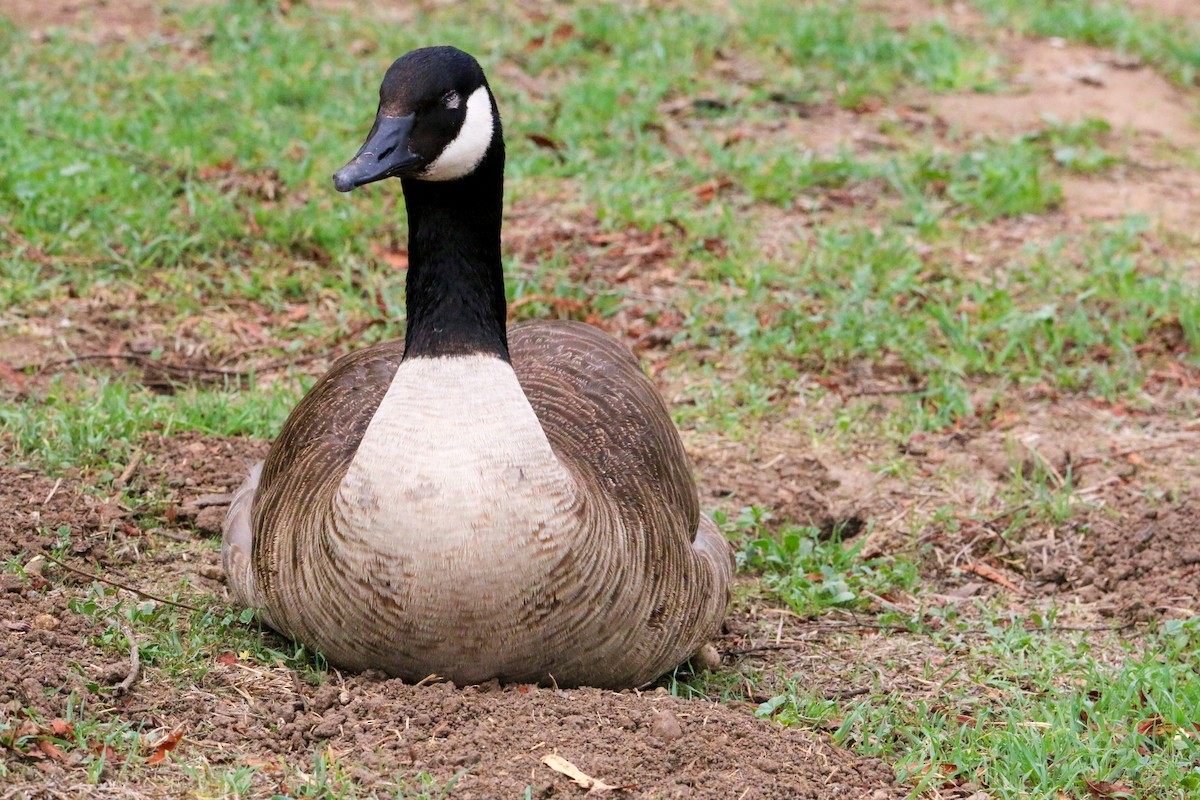 eBird Checklist - 1 Mar 2025 - Lindo Lake - 60 species