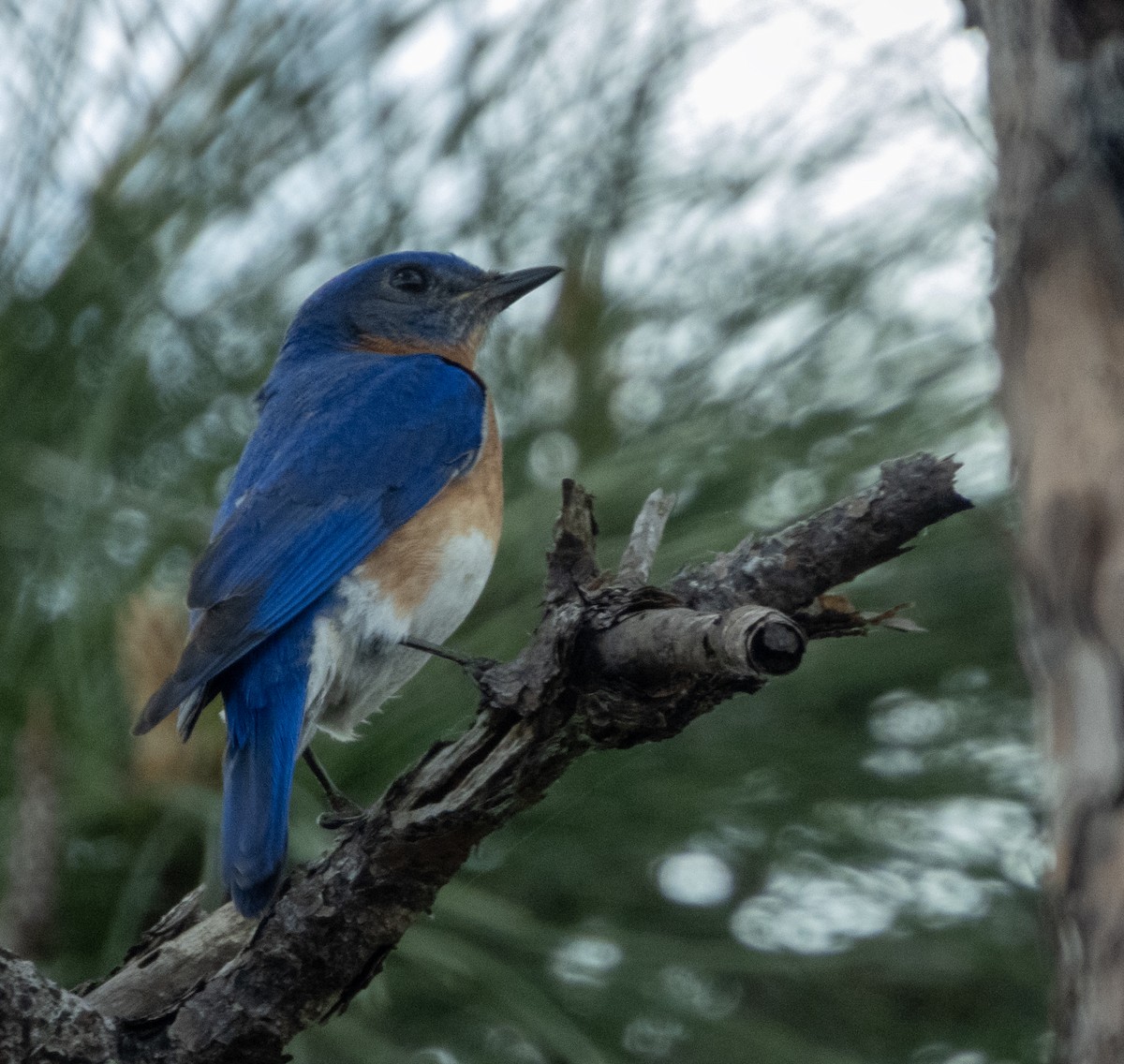 ML632173226 - Eastern Bluebird - Macaulay Library