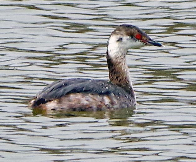eBird Checklist - 15 Mar 2025 - Shenango Reservoir--Clark Recreation ...