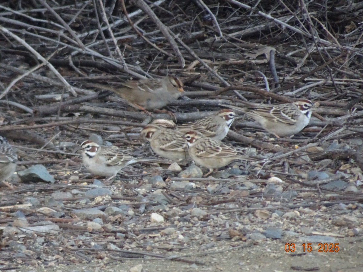 eBird Checklist - 15 Mar 2025 - American River Parkway behind condo ...