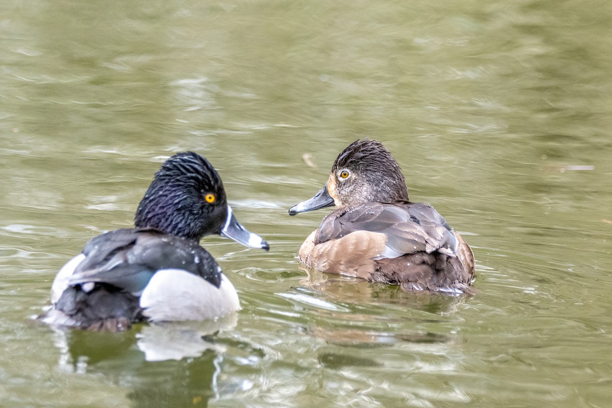 eBird Checklist - 15 Mar 2025 - Reifel Bird Sanctuary - 35 species