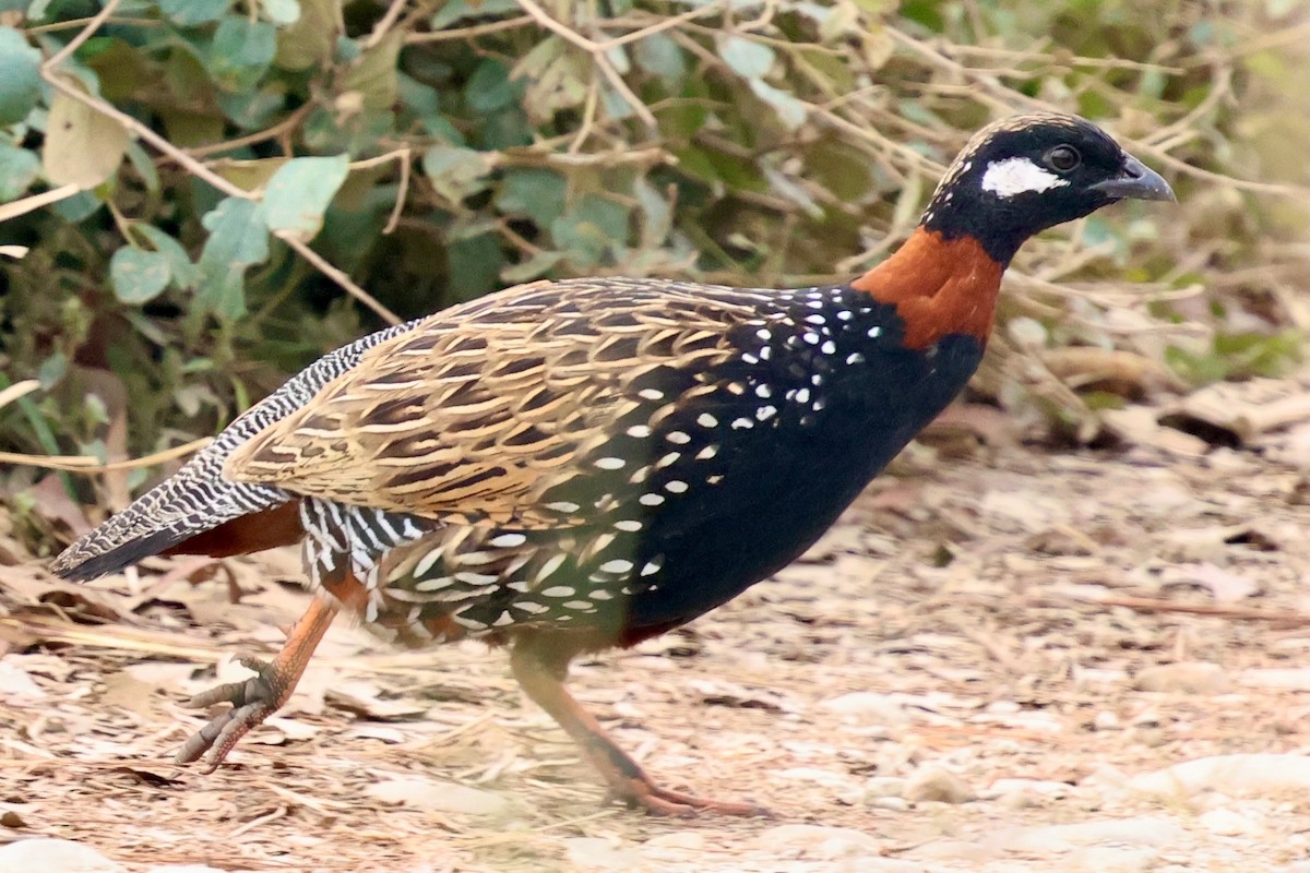 eBird Checklist - 5 Mar 2025 - Baghaura Phanta to Lamkauli Phanta ...