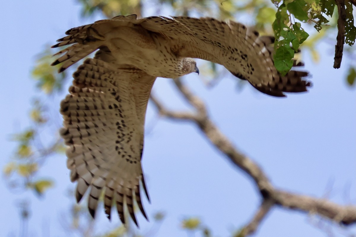 eBird Checklist - 5 Mar 2025 - Dhanesh Taal to Dolphin point, Bardiya ...