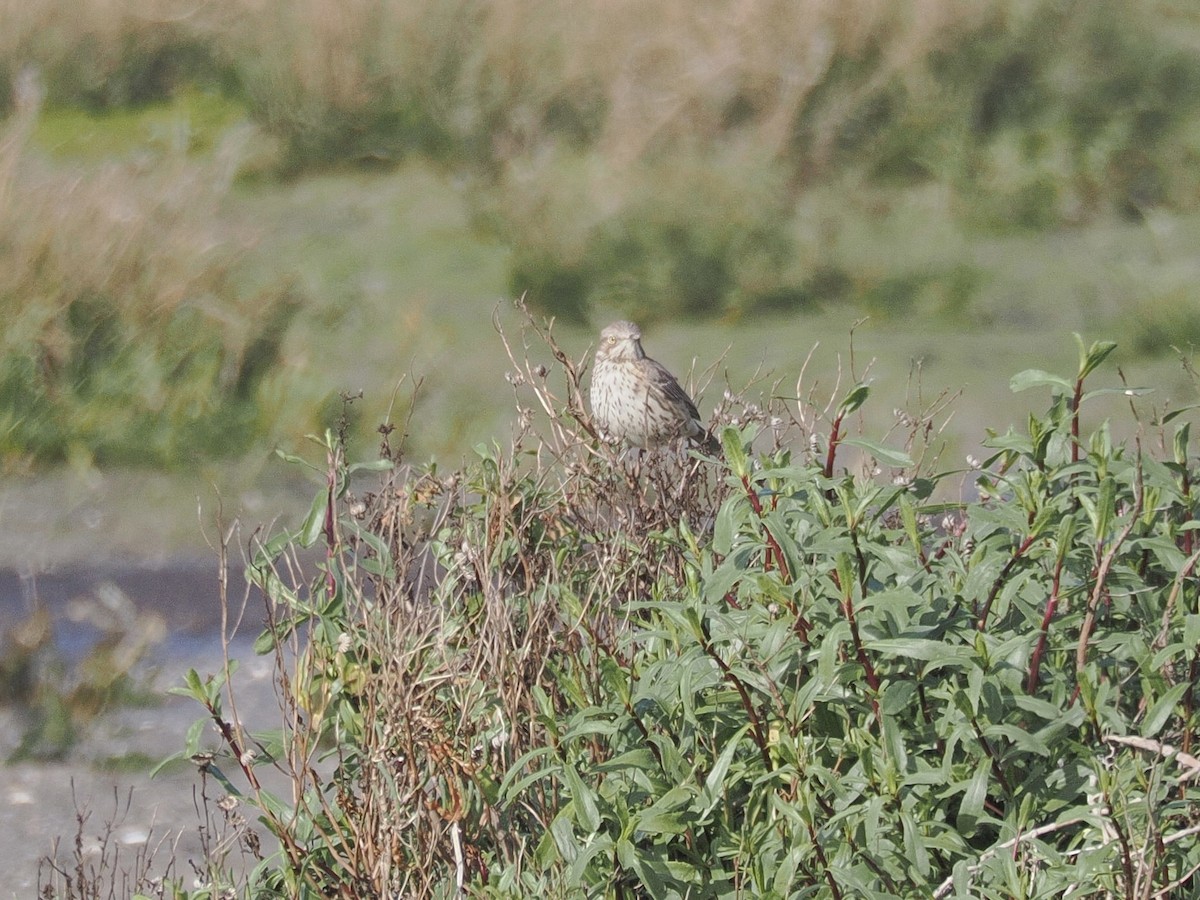 eBird Checklist - 15 Mar 2025 - Mariners Point Public Access-Viewing ...