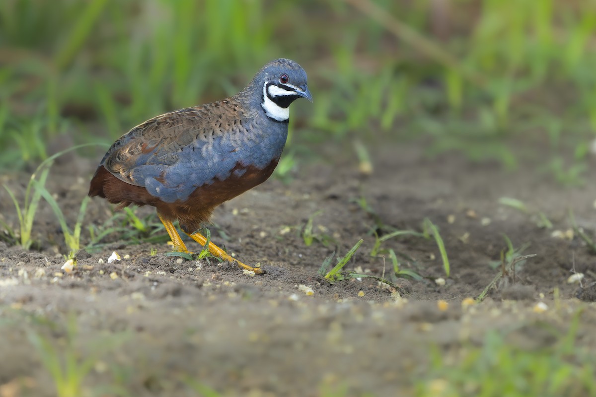 ML632182306 - Blue-breasted Quail - Macaulay Library