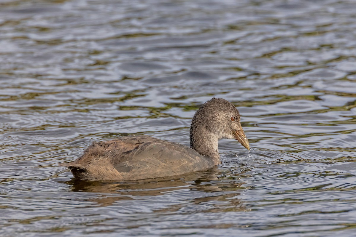eBird Checklist - 16 Mar 2025 - The Valley Avenue Ponds - 22 species