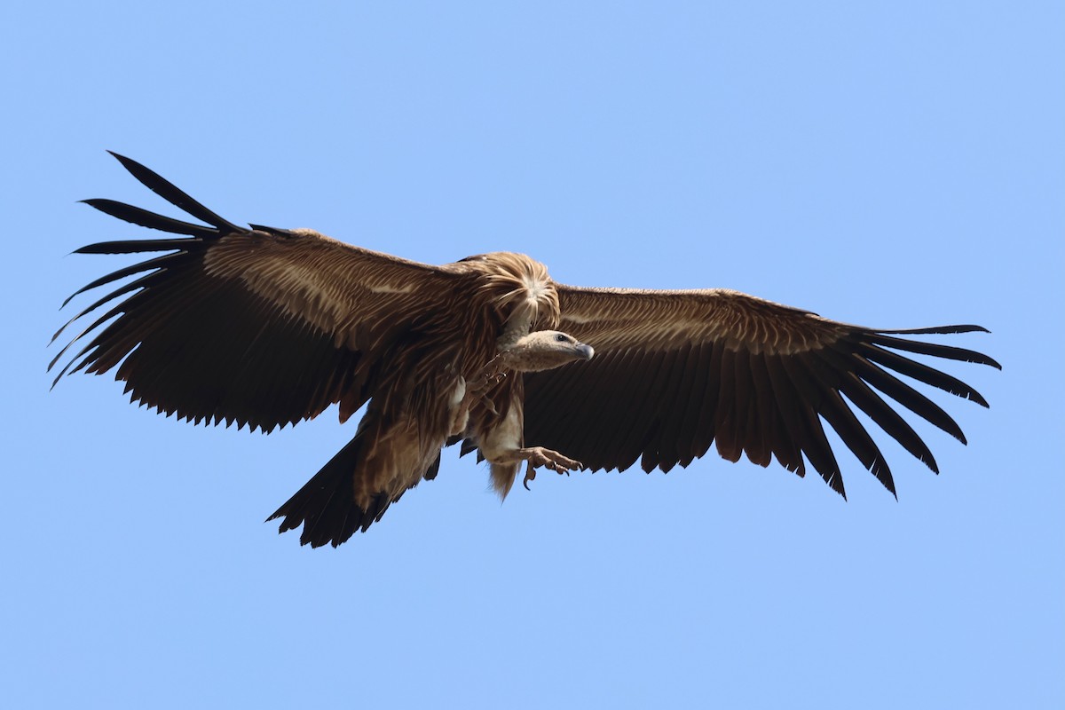 eBird Checklist - 7 Mar 2025 - Attaria, Mahendra Highway NP-Mahakali ...