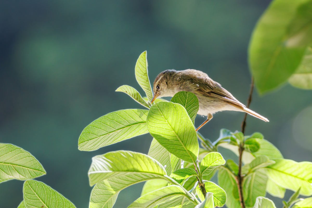 eBird Checklist - 15 Mar 2025 - Nandi Hills - 26 species