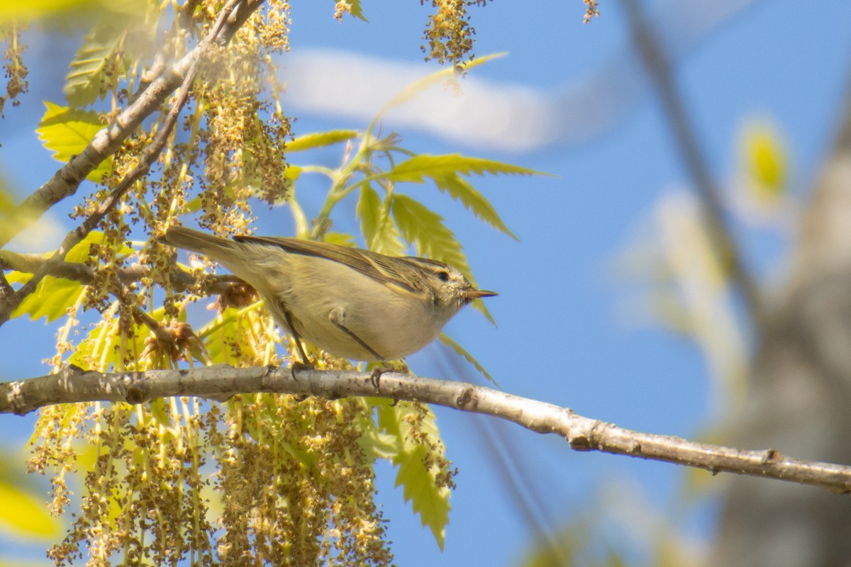 Israel Breeding Bird Atlas Checklist - 16 Mar 2025 - Jerusalem ...
