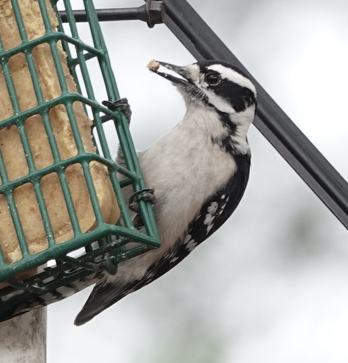eBird Checklist - 16 Mar 2025 - My Backyard - 12 species