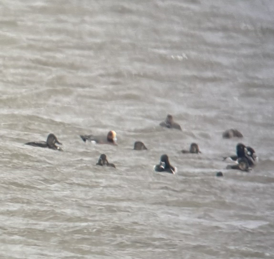 eBird Checklist - 16 Mar 2025 - Braddock Bay Park--Hawk Watch - 9 species