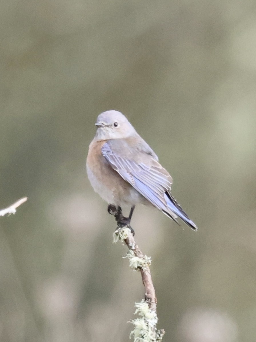 eBird Checklist - 16 Mar 2025 - Scatter Creek Wildlife Area - 17 ...
