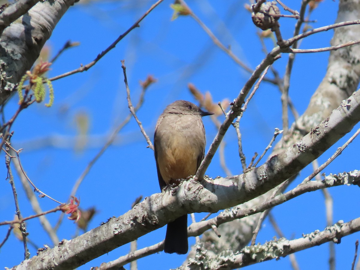 eBird Checklist - 16 Mar 2025 - Alazan Bayou WMA - headquarters - 4 species