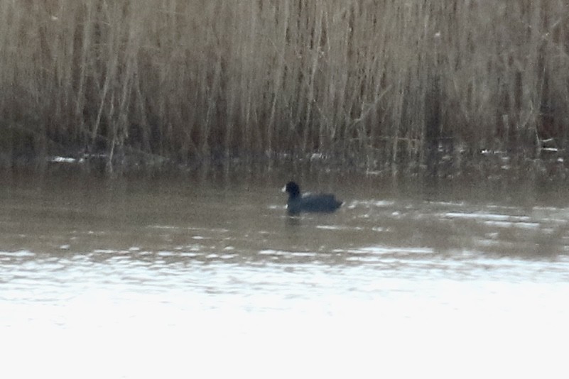ML632218276 - American Coot - Macaulay Library