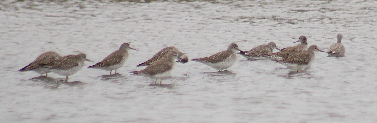 eBird Checklist - 16 Mar 2025 - Messick Point - 15 species
