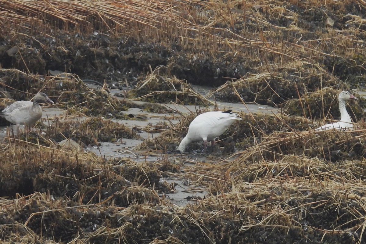 eBird Checklist - 16 Mar 2025 - Sunset Cove Park - 17 species