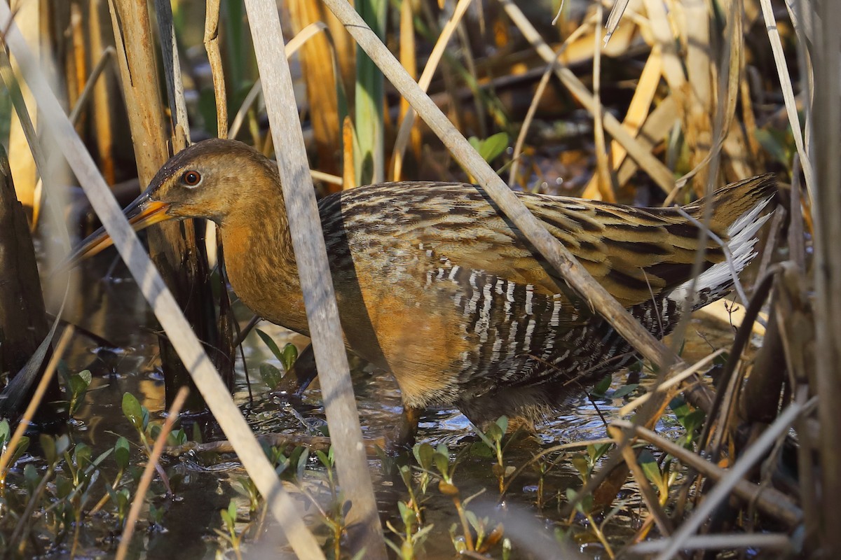 eBird Checklist - 16 Mar 2025 - Pipeline Road--Madison Co. - 31 species