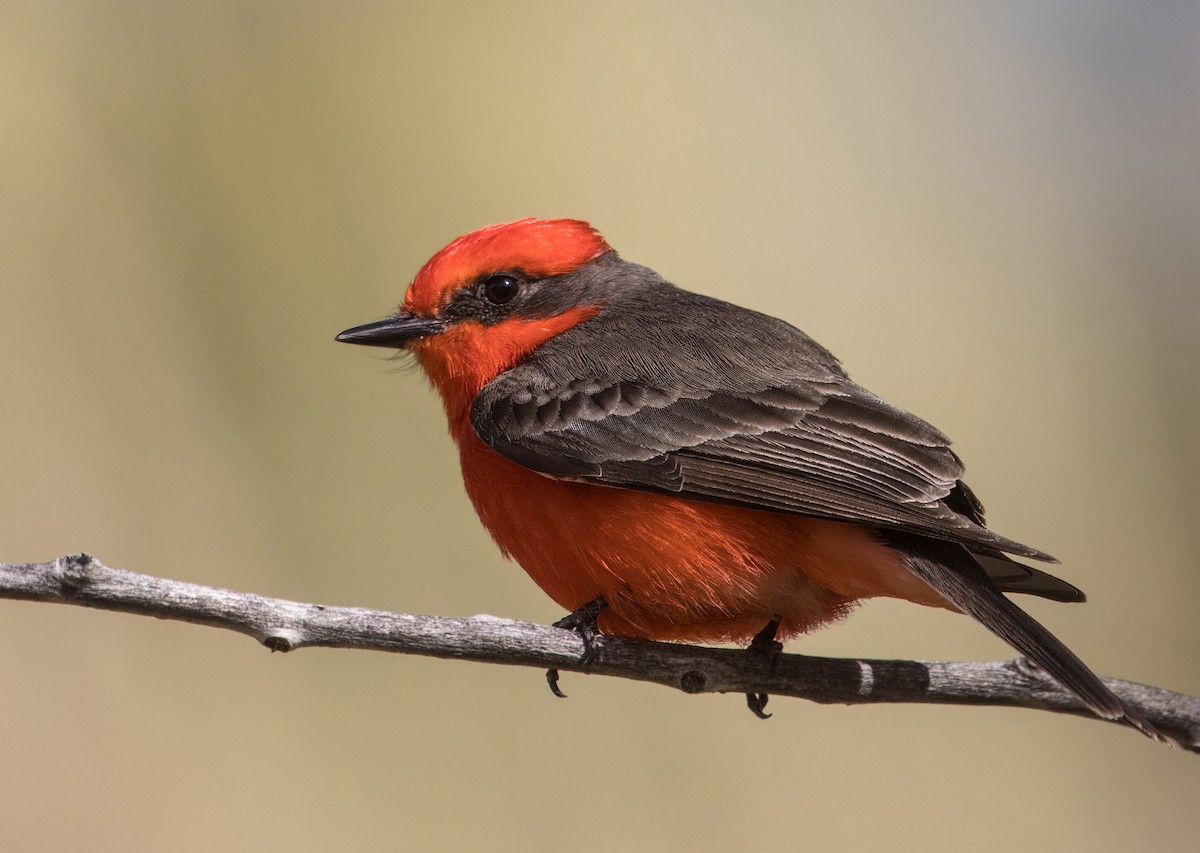 ML632222002 - Vermilion Flycatcher - Macaulay Library