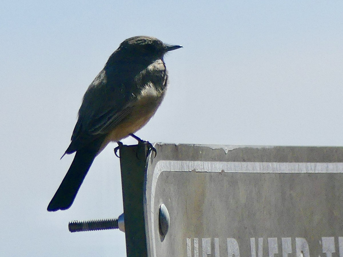 eBird Checklist - 16 Mar 2025 - Corrales Bosque--Northernmost - 20 species