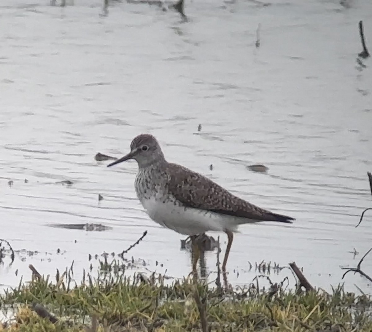 eBird Checklist - 16 Mar 2025 - Haight Rd. flooded field - 17 species