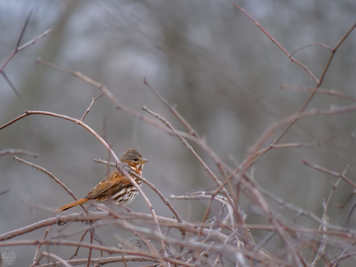 eBird Checklist - 16 Mar 2025 - Sarnia--Suncor Nature Way - 44 species ...