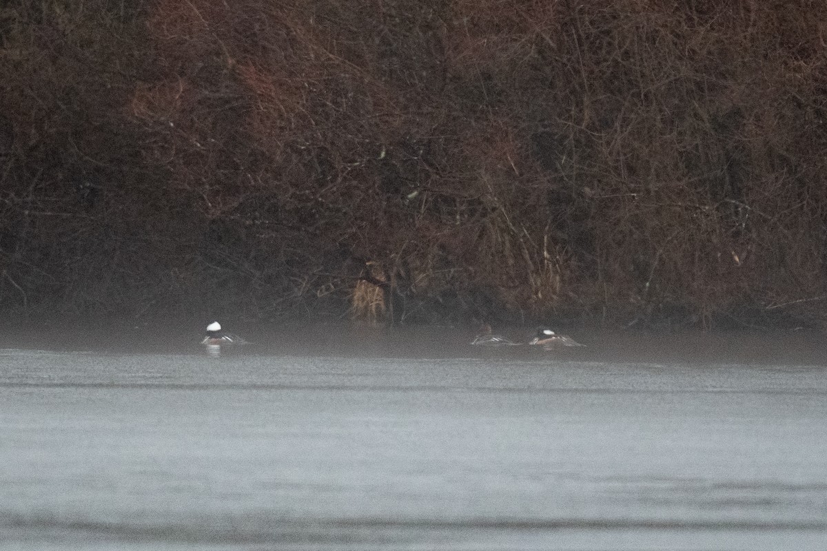 Pennsylvania Bird Atlas Checklist - 16 Mar 2025 - Hunters Lake ...