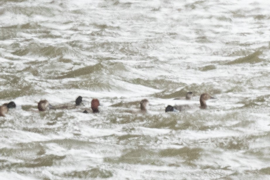 Pennsylvania Bird Atlas Checklist - 16 Mar 2025 - Adam T. Bower ...