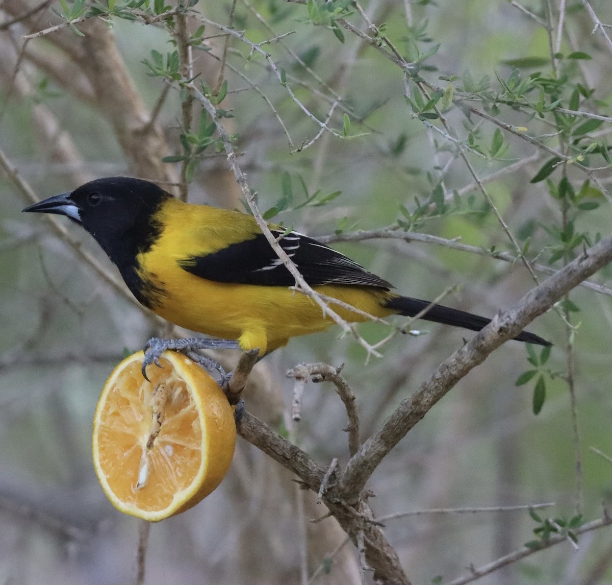 eBird Checklist - 16 Mar 2025 - Salineño Wildlife Preserve (LTC 080 ...