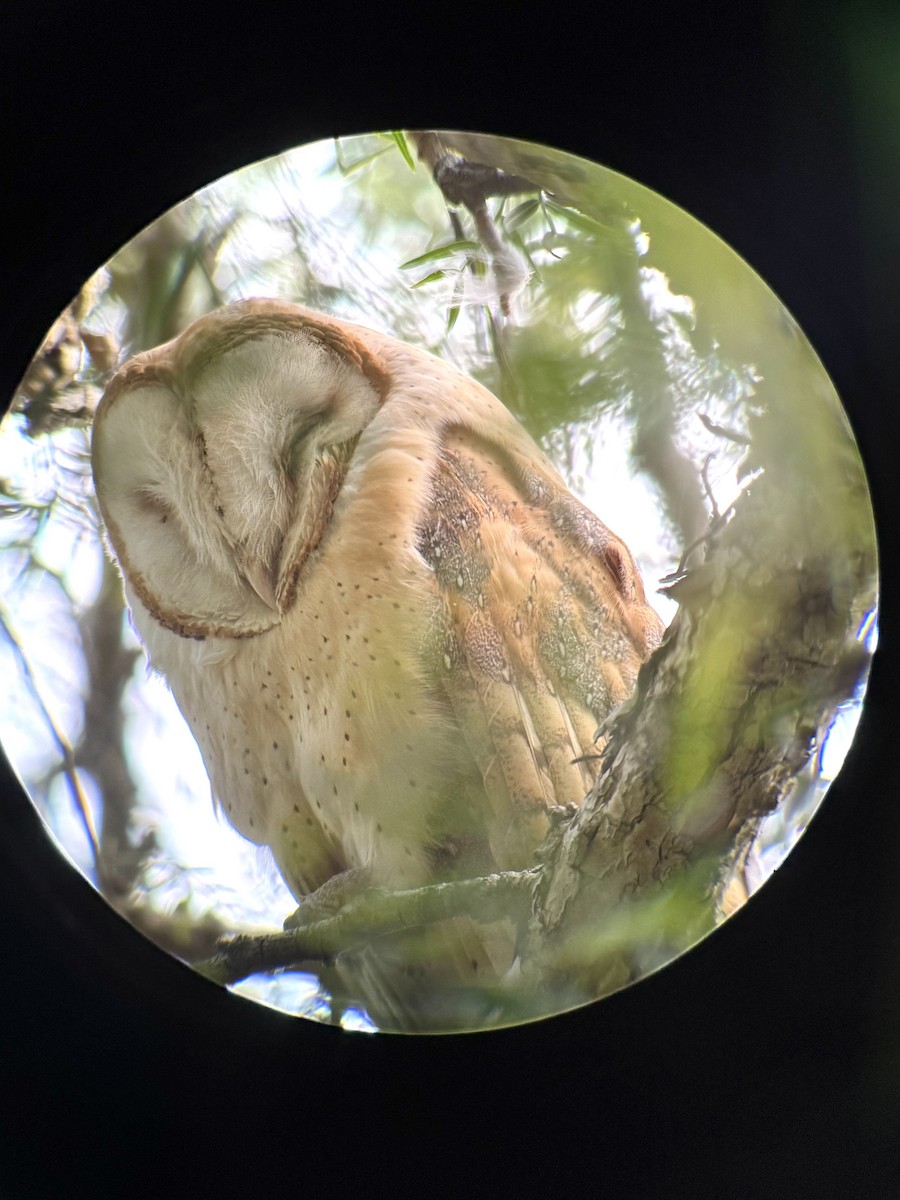 eBird Checklist - 16 Mar 2025 - Cañada Larga Rd. - 50 species