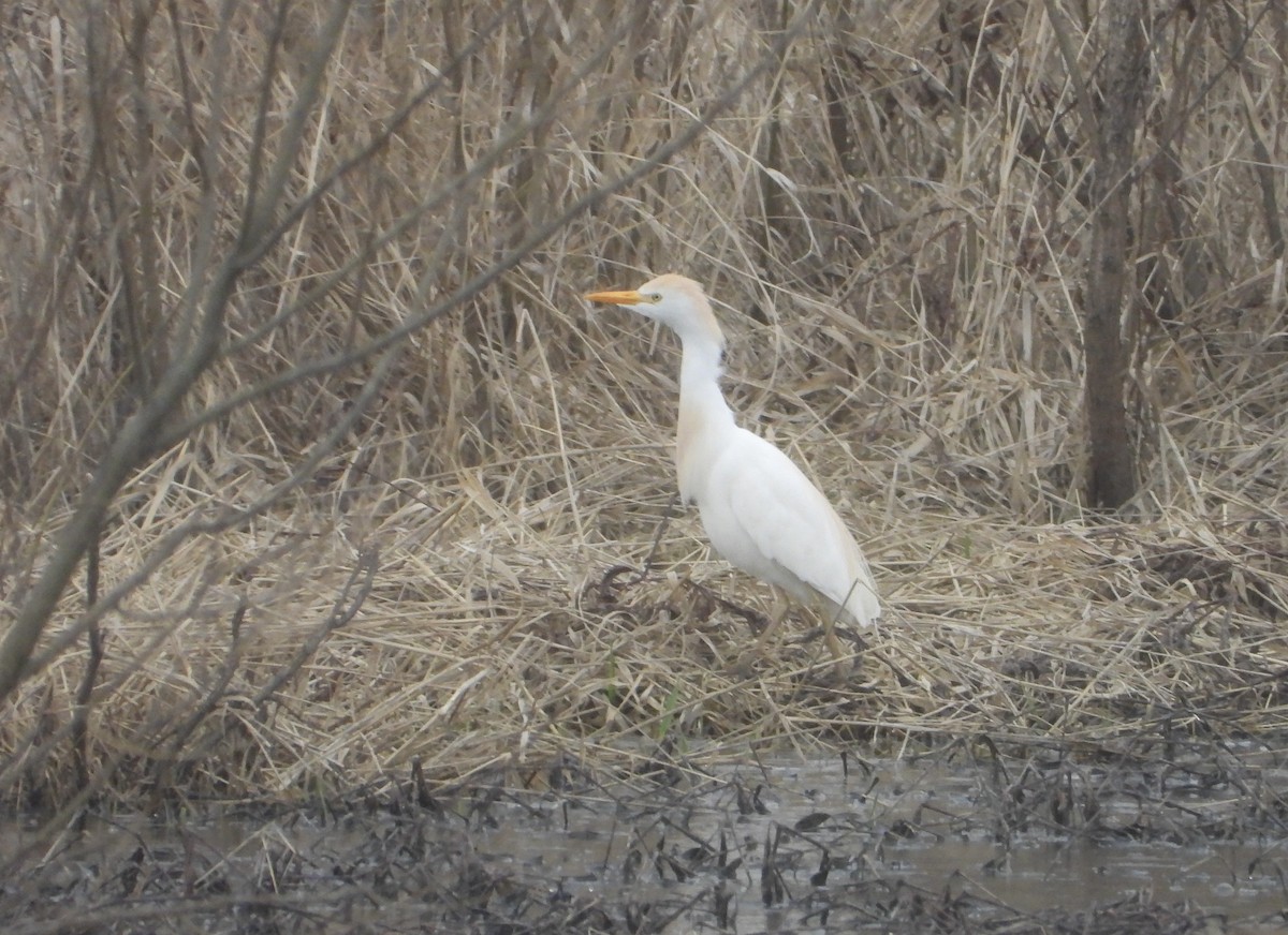 eBird Checklist - 16 Mar 2025 - Killbuck Swamp Preserve (KWLT ...