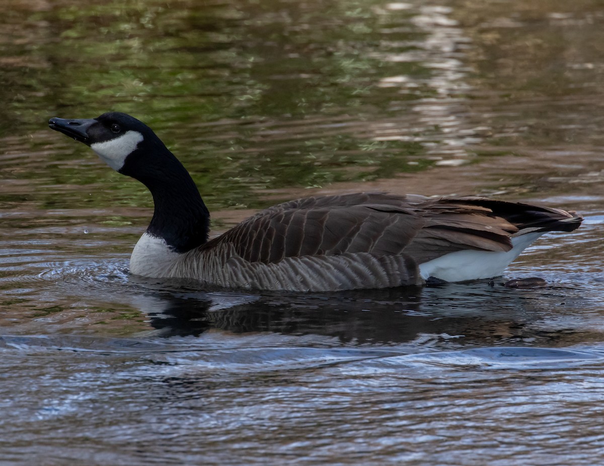 eBird Checklist - 16 Mar 2025 - King Gillette Ranch - 27 species